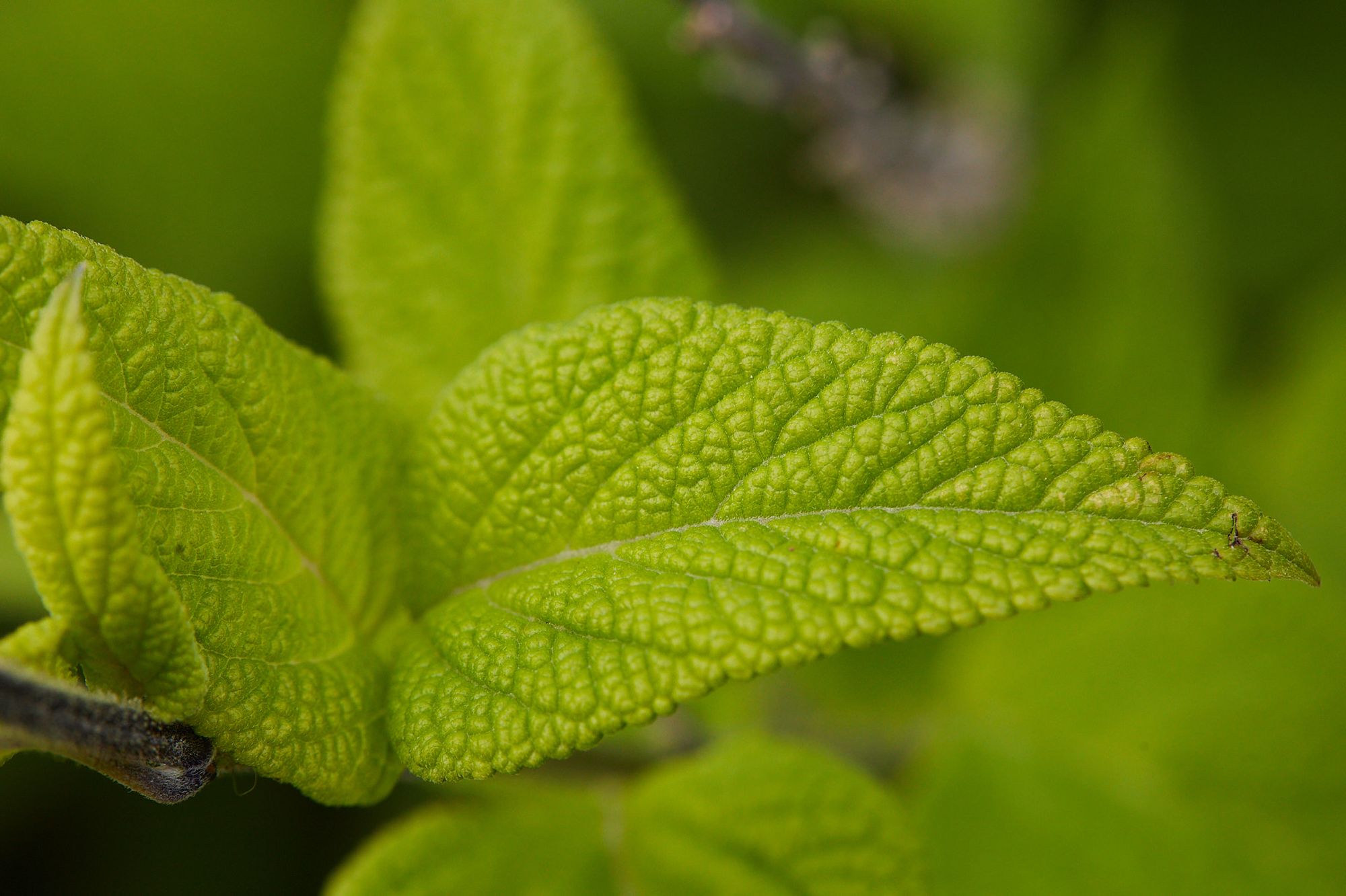 Downloading Balance History from Mint.com